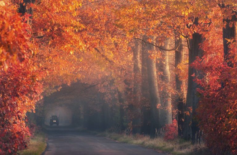 20+ Beautiful & Magical Tree Tunnels You Should Take a Walk Through