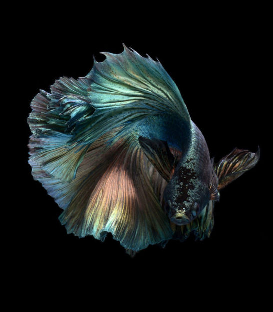 Photographer Captures Aquarium Fish Like Never Before